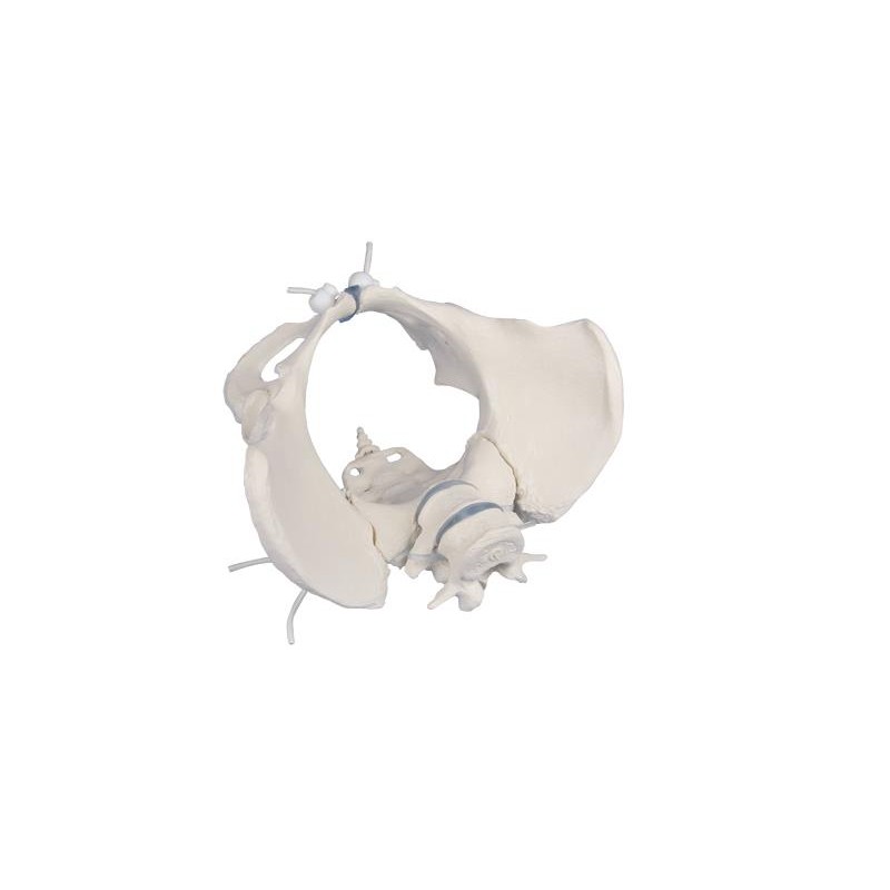 Flexible Female Pelvis with Sacrum and Lumbar Vertebrae Model | Health ...